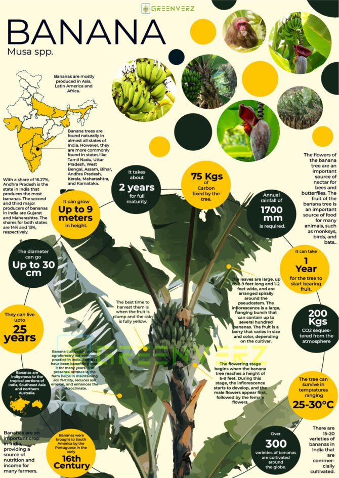 Infographics of Banana Tree | Greenverz