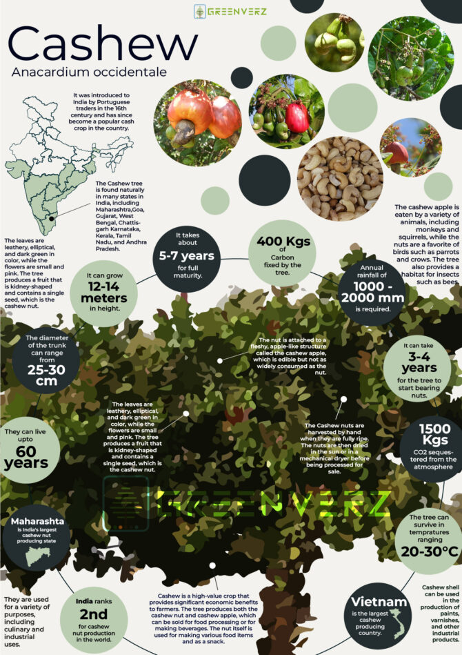 Infographics of Cashew Tree | Greenverz