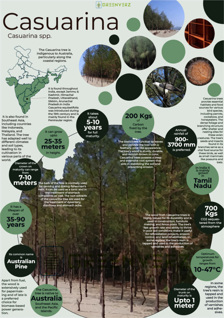 Infographics of Casuarina Tree | Greenverz