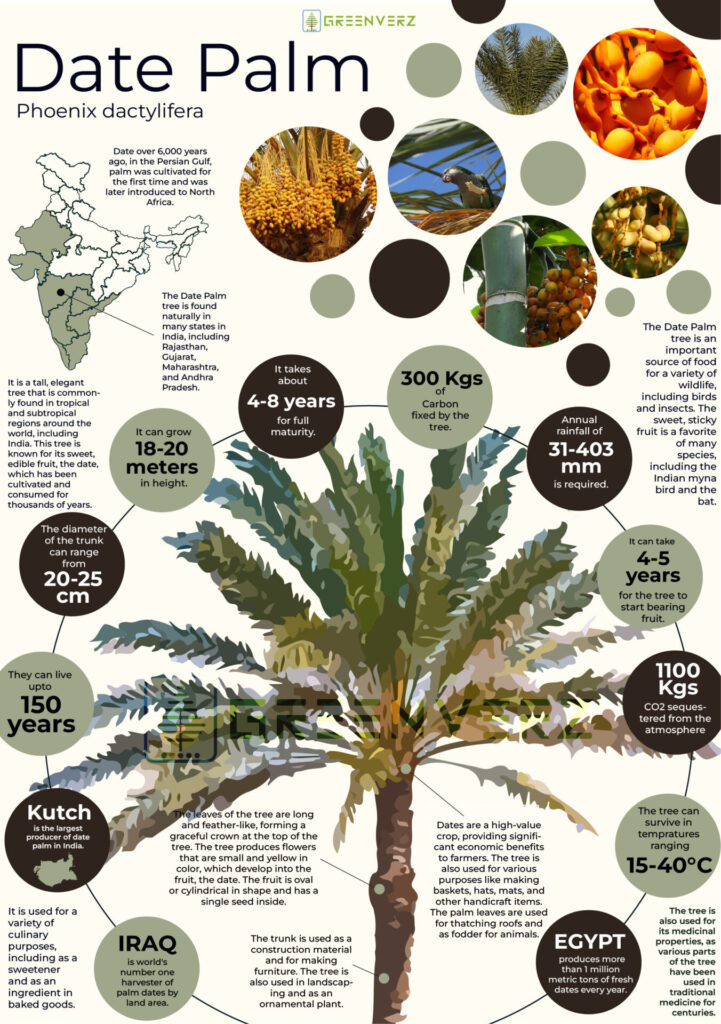 Infographics of Date Palm Tree | Greenverz