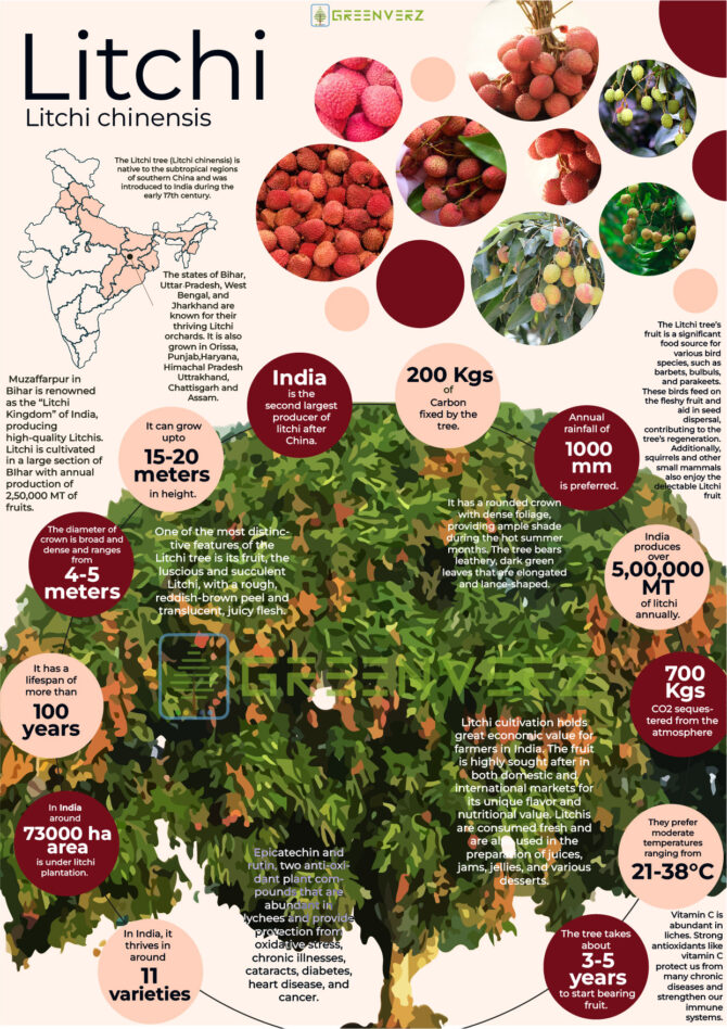 Infographics of Litchi Tree – Greenverz