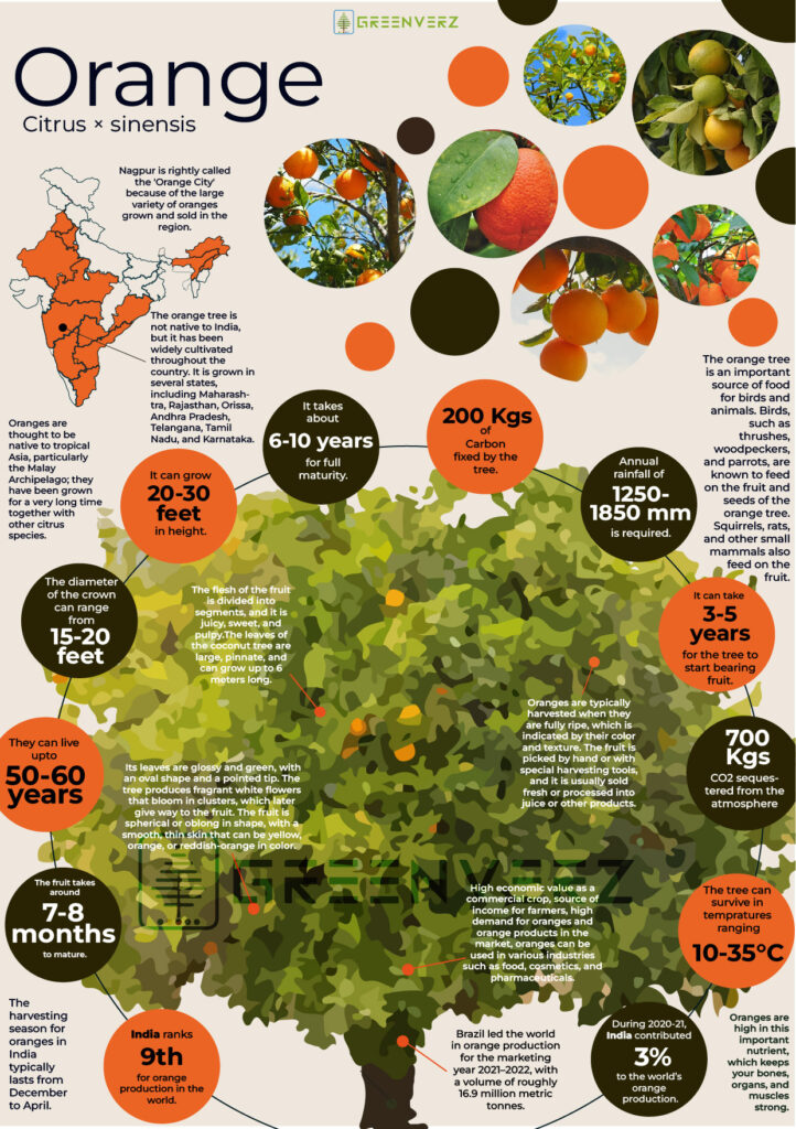 Infographics of Orange Tree | Greenverz