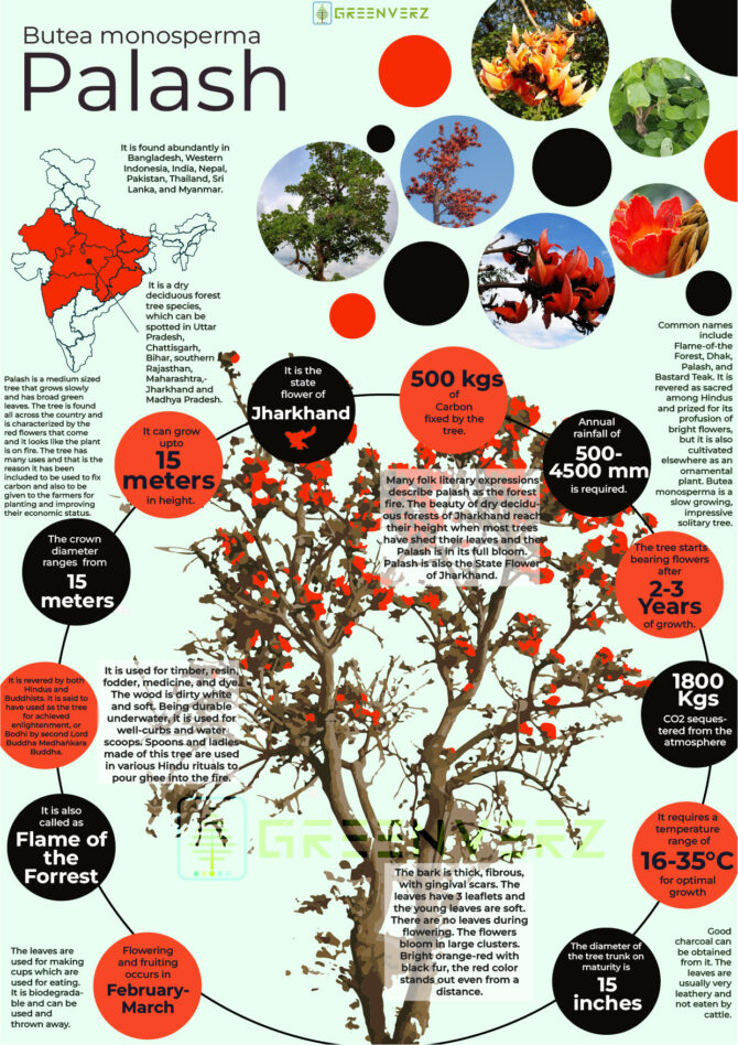 Infographics of Palash Tree | Greenverz