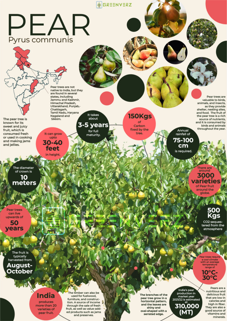 Infographics of Pear Tree | Greenverz