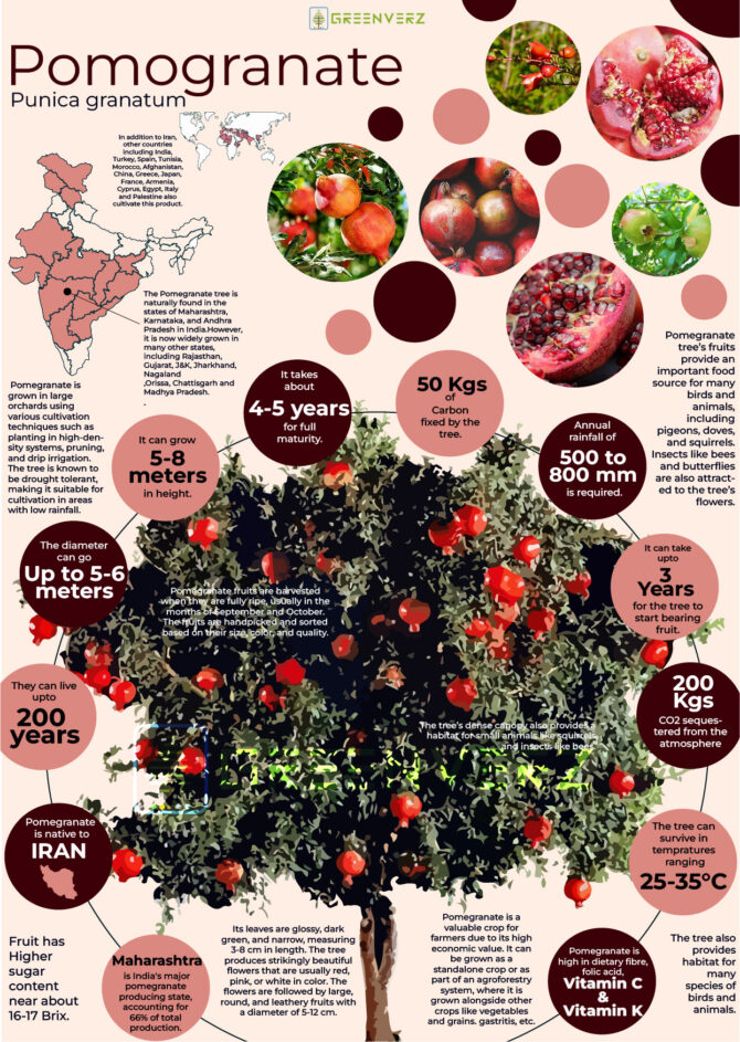Infographics of Pomegranate Tree | Greenverz