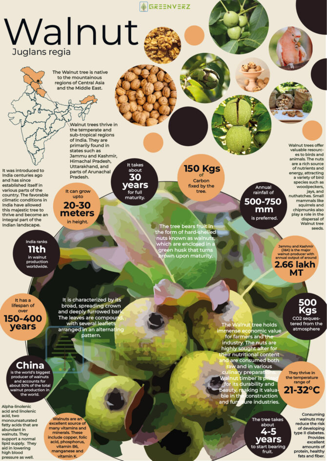 Infographics of Walnut Tree | Greenverz
