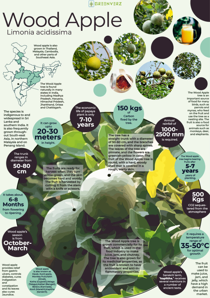 Infographics of Wood Apple Tree | Greenverz