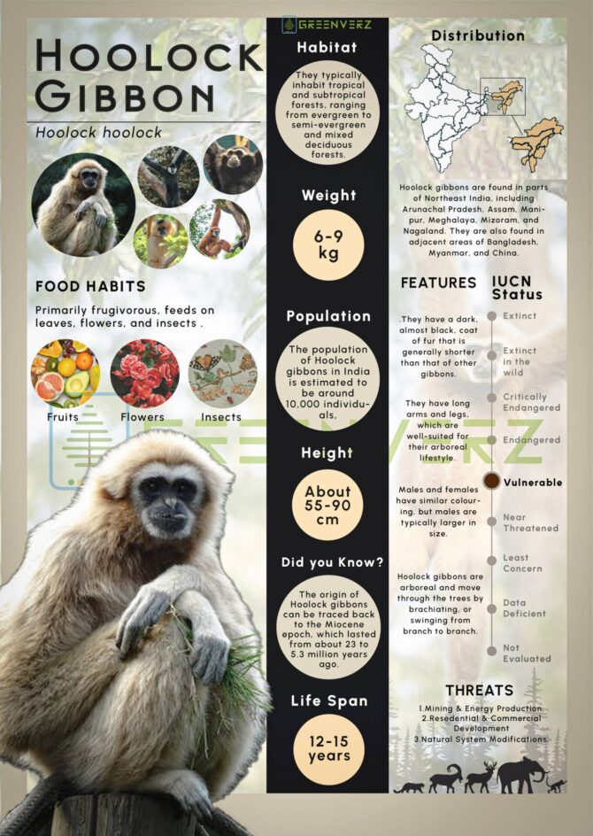 Infographics of Hoolock Gibbon | Greenverz