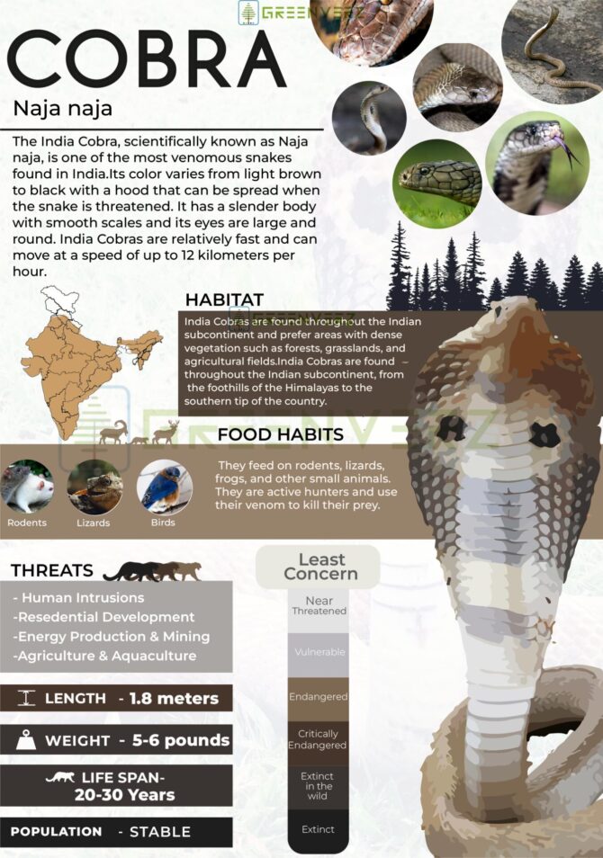 Infographics of Indian Cobra Snake | Greenverz