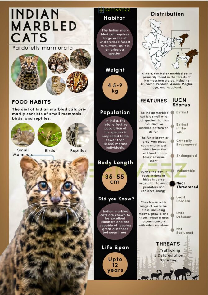 Infographics of Indian Marbled Cats – Greenverz