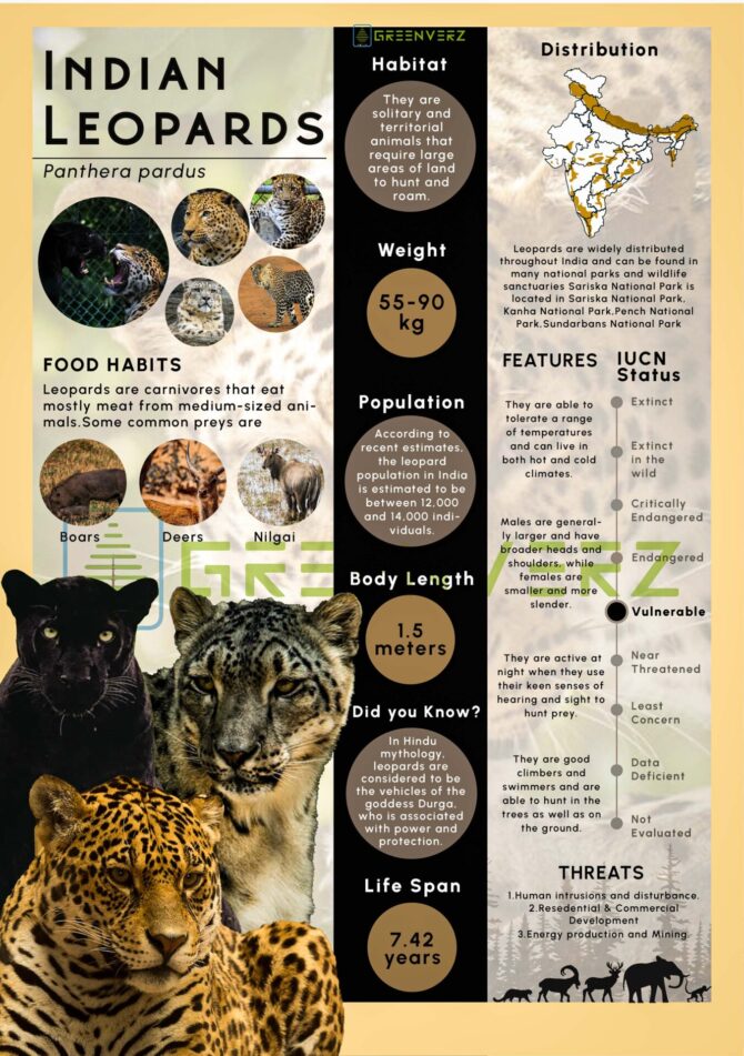 Infographics of Indian Leopards | Greenverz