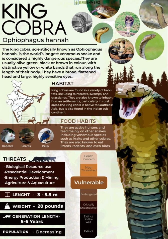 Infographics of King Cobra Snake | Greenverz