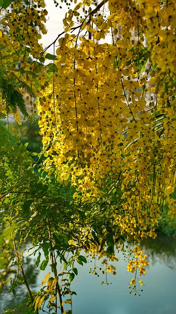 Plant Flower tree - Amaltas | Greenverz