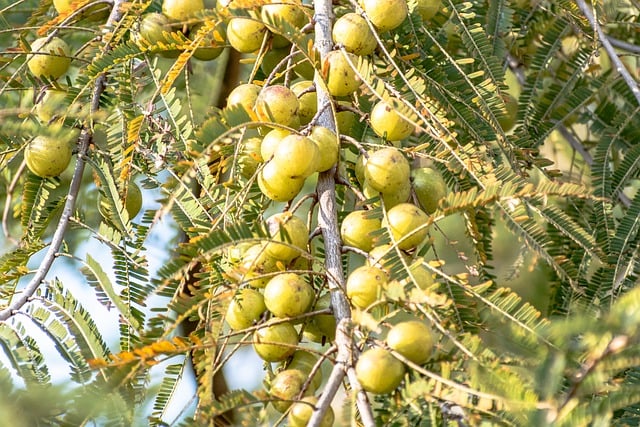 Plant Amla Trees | Greenverz