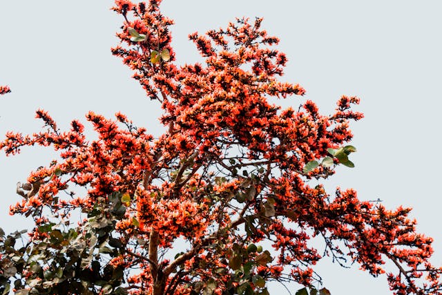 Plant Flower tree Palash | Greenverz
