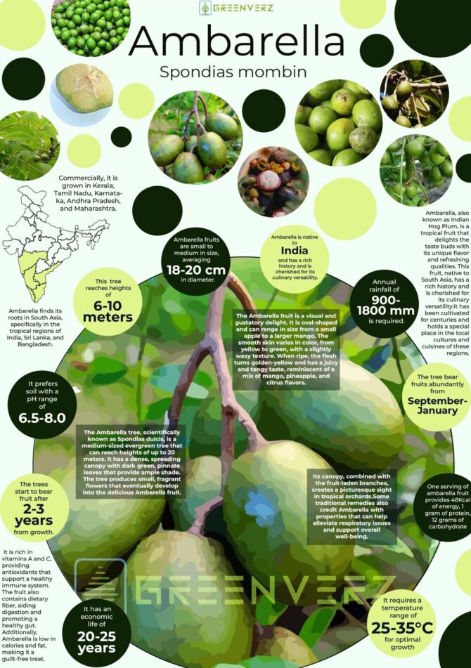 Infographics | Greenverz