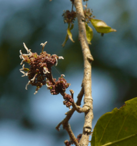 Plant Indian Elm Trees | Greenverz