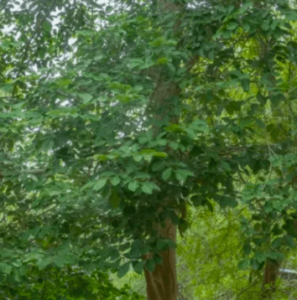 Plant Indian Elm Trees | Greenverz