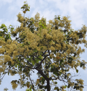 Plant Sal Trees | Greenverz