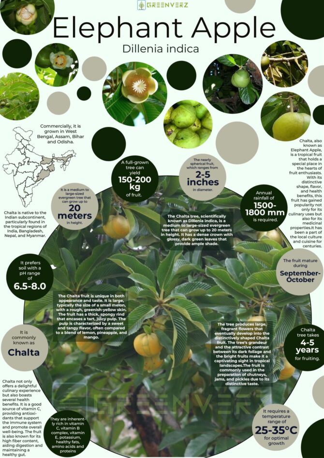 Infographics | Greenverz