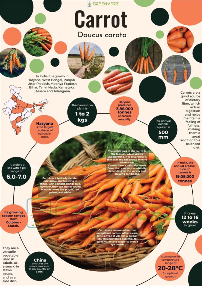 Infographics of Carrot | Greenverz