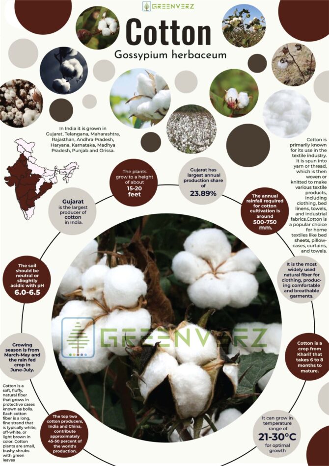 Infographics of Cotton | Greenverz