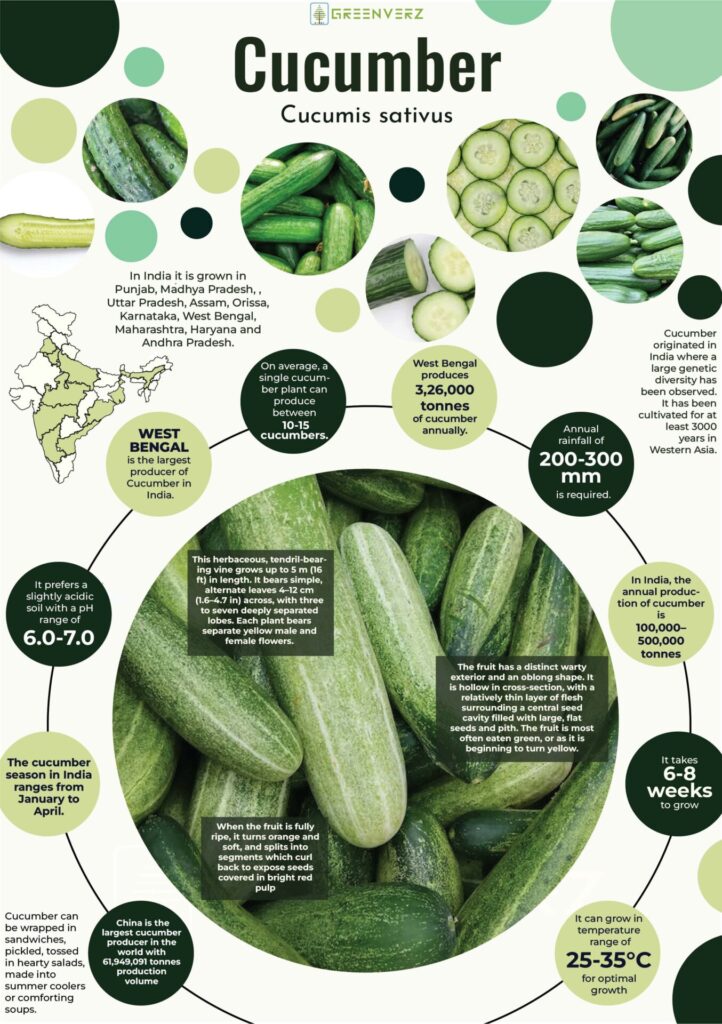 Infographics of Cucumber | Greenverz