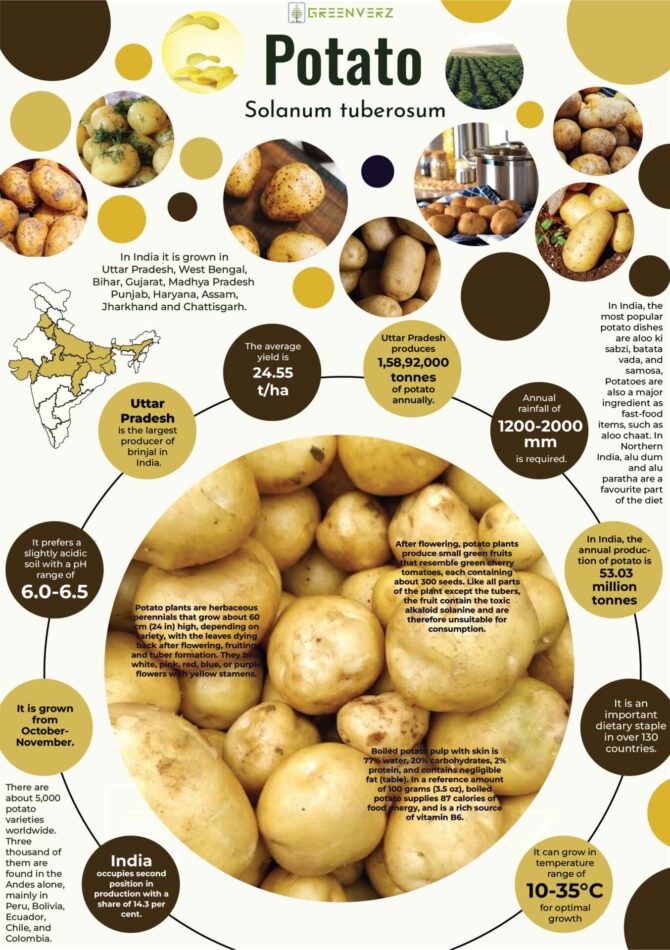 Infographics of Potato | Greenverz