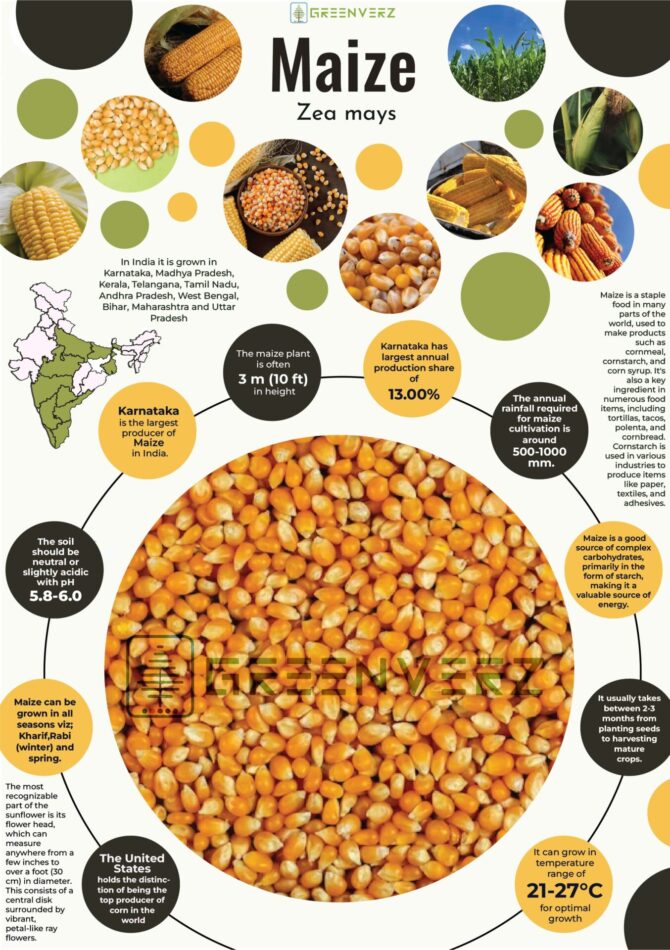 Infographics of Maize | Greenverz