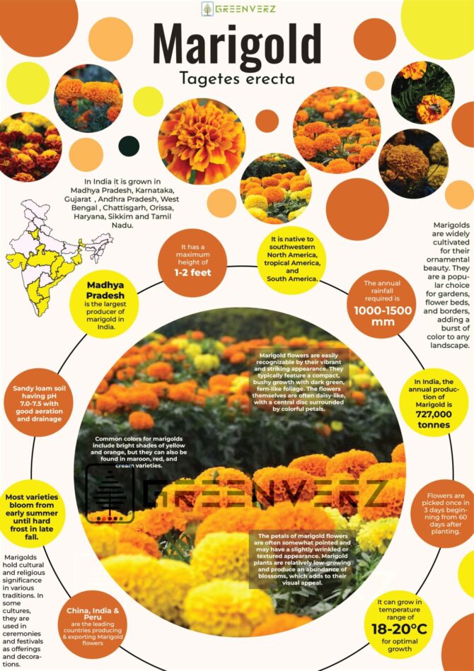 Infographics of Marigold | Greenverz
