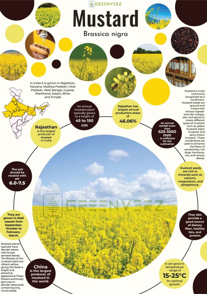 Infographics of Mustard | Greenverz