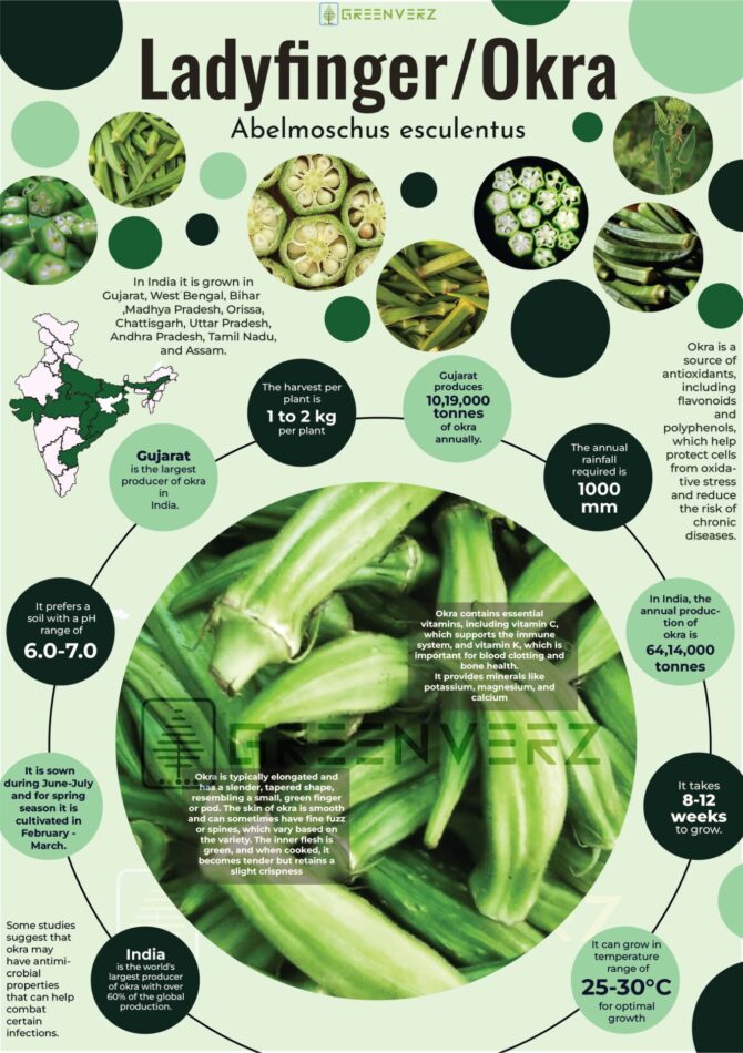 Infographics of Okra | Greenverz