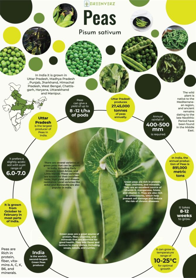 Infographics of Pea | Greenverz