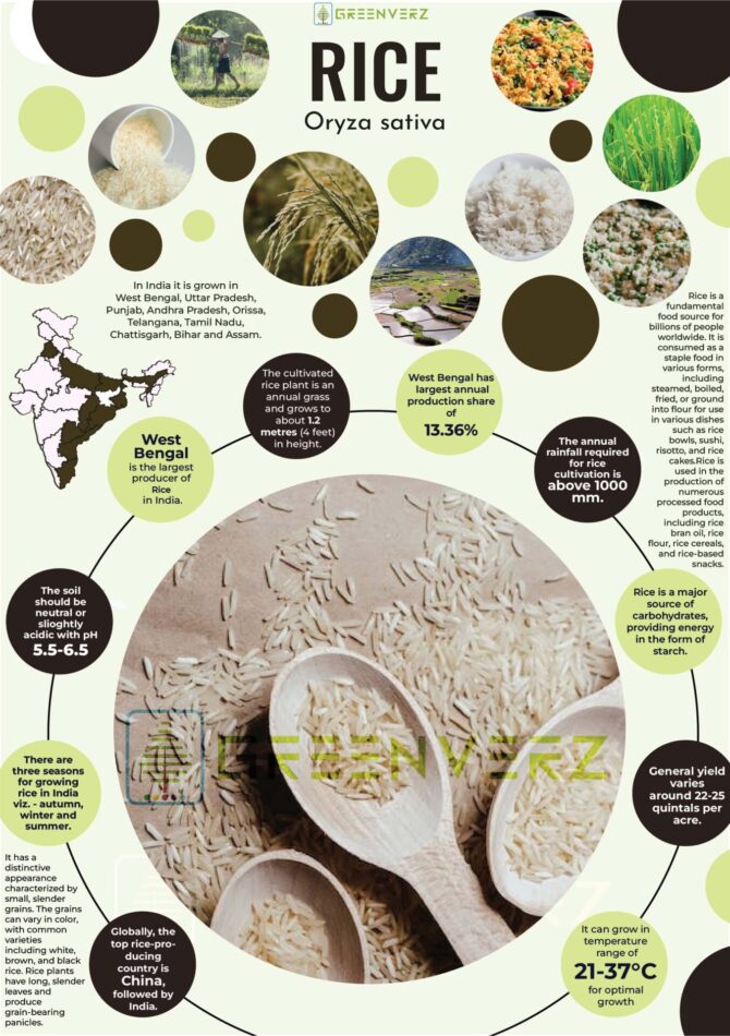 Infographics of Rice | Greenverz