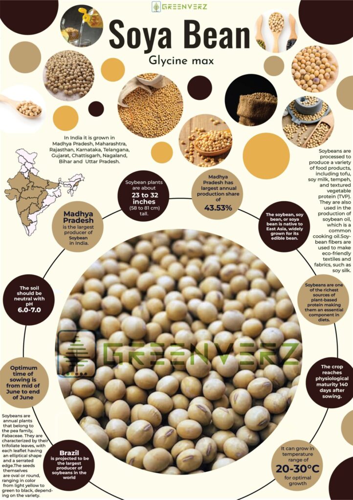 Infographics of Soybean | Greenverz