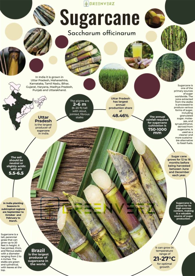 Infographics of Sugarcane | Greenverz