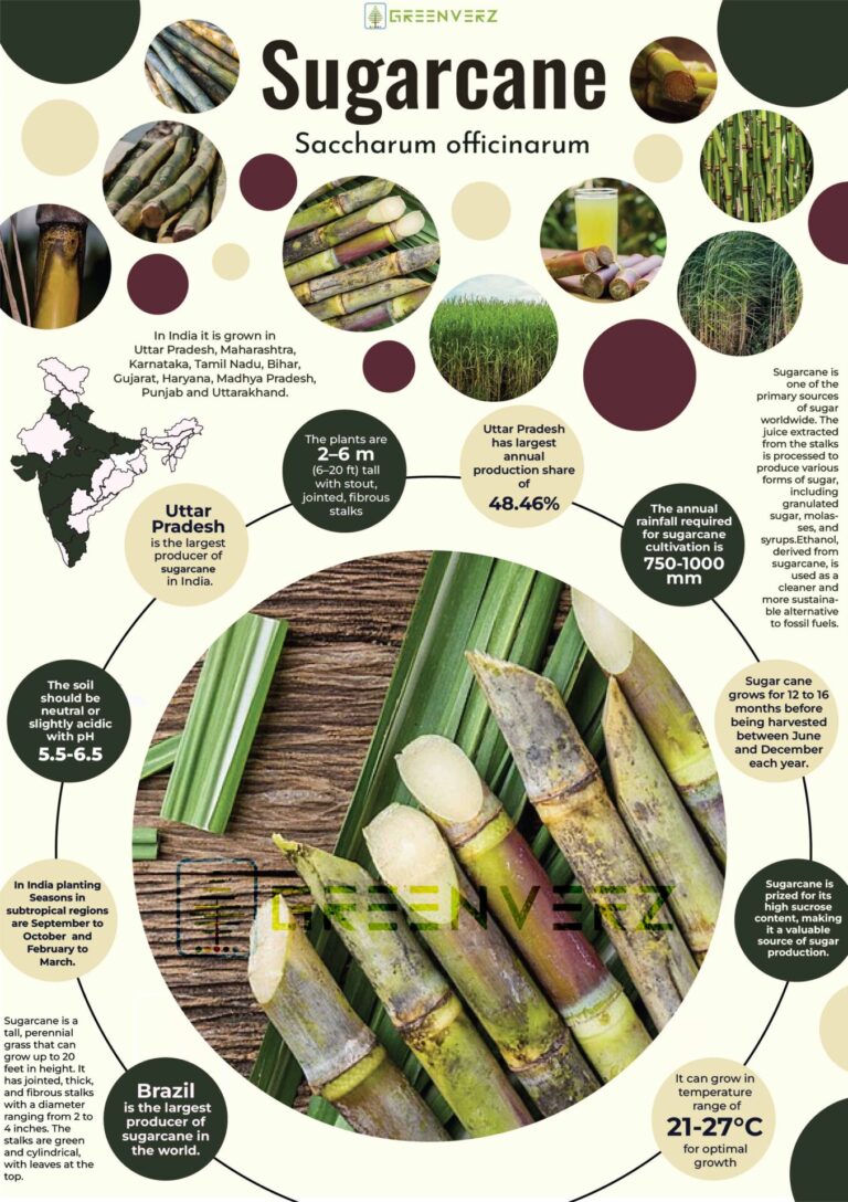 Infographics of Sugarcane – Greenverz
