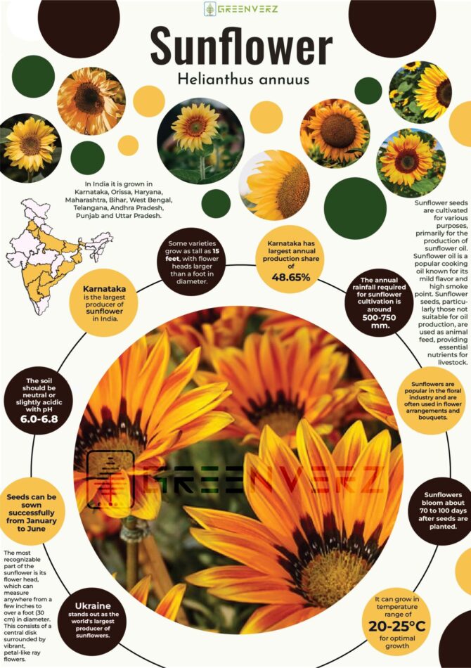Infographics of Sunflower | Greenverz