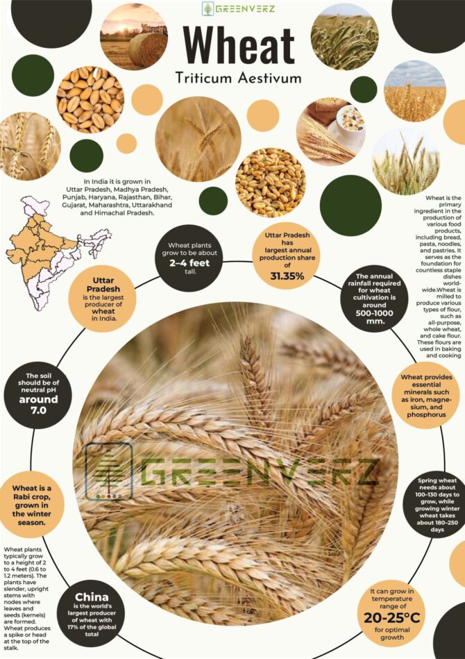 Infographics of Wheat | Greenverz