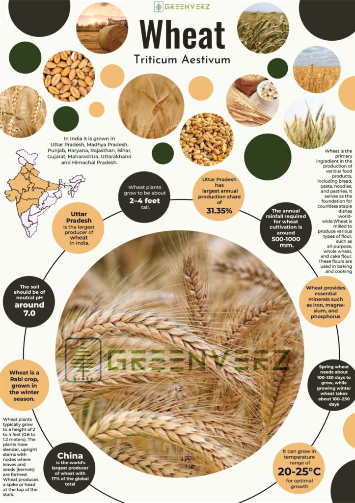 Infographics of Wheat | Greenverz