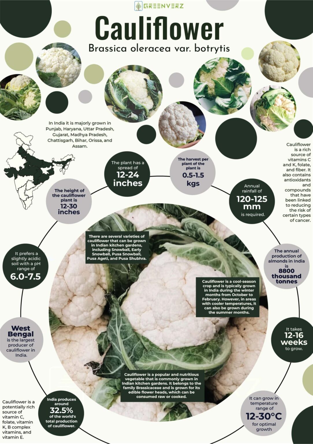 Infographics of Cauliflower | Greenverz