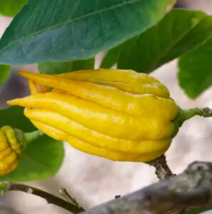 Plant Buddha Hand Trees | Greenverz