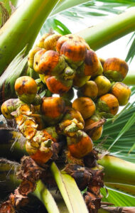 Plant Ice Apple Trees | Greenverz