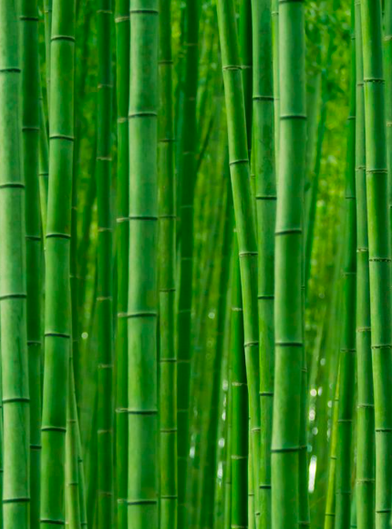 Plant Bamboo (Rangoon Bamboo) | Greenverz