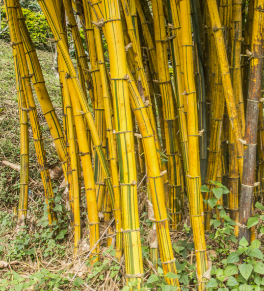 Plant Bamboo (Bar Code Bamboo) | Greenverz