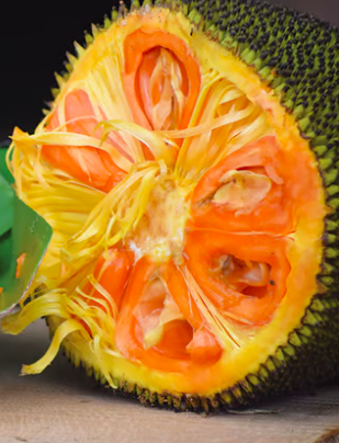 Plant Jackfruit ( Red Jackfruit) | Greenverz