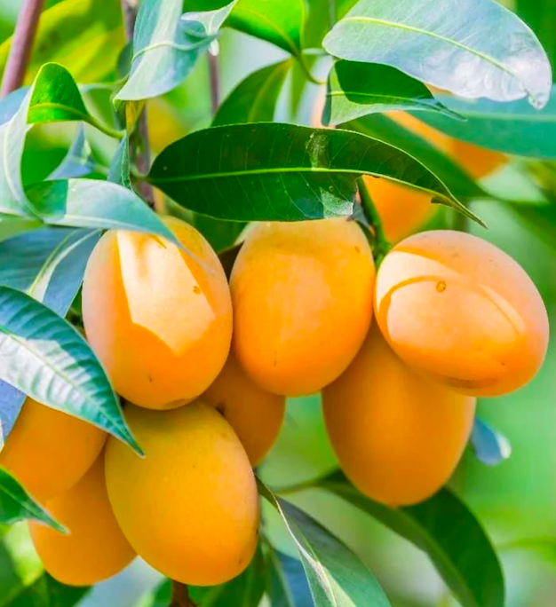 Plant Mango ( Amrapali Mango) | Greenverz