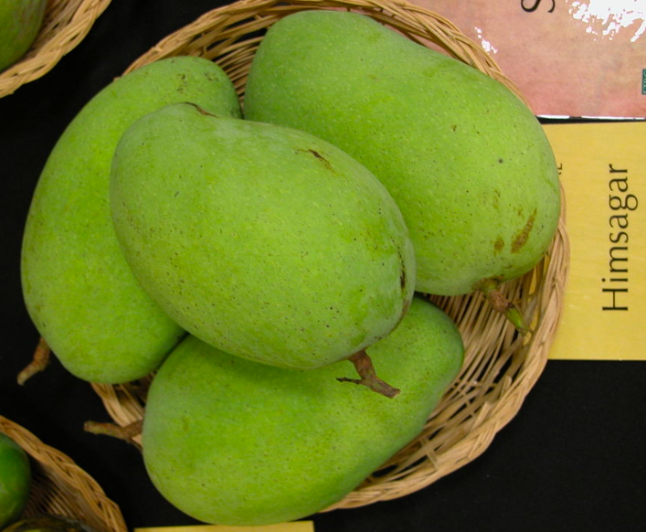 Plant Mango ( Himsagar Mango) | Greenverz
