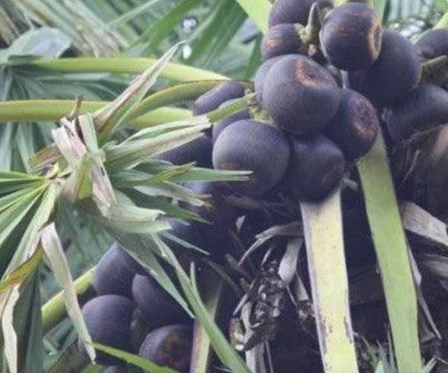 Plant Ice Apple Trees (Black Variety) | Greenverz